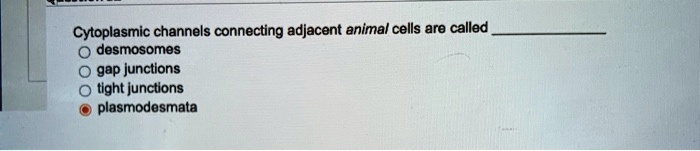 cytoplasmic channels connecting adjacent animal cells are called ...