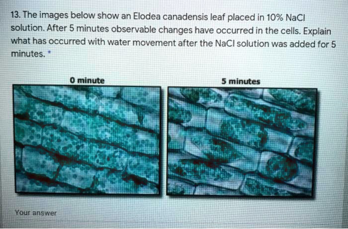 SOLVED: 13. The images below show an Elodea canadensis leaf placed in ...