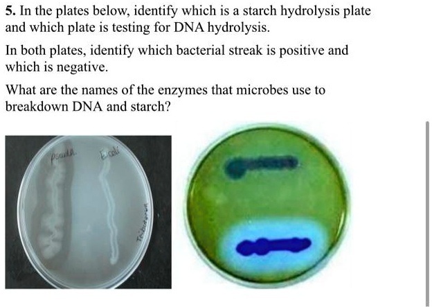 SOLVED: 5. In the plates below; identify which is starch hydrolysis ...