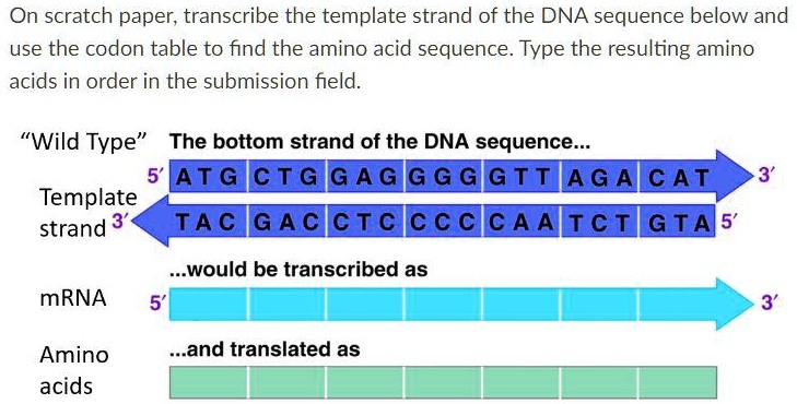 on scratch paper transcribe the template strand of the dna sequence ...