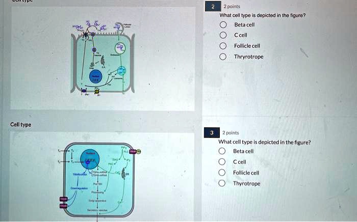 SOLVED: 2points Wnal cell type : cecicied Beta cell Ccell Folllcle cell ...