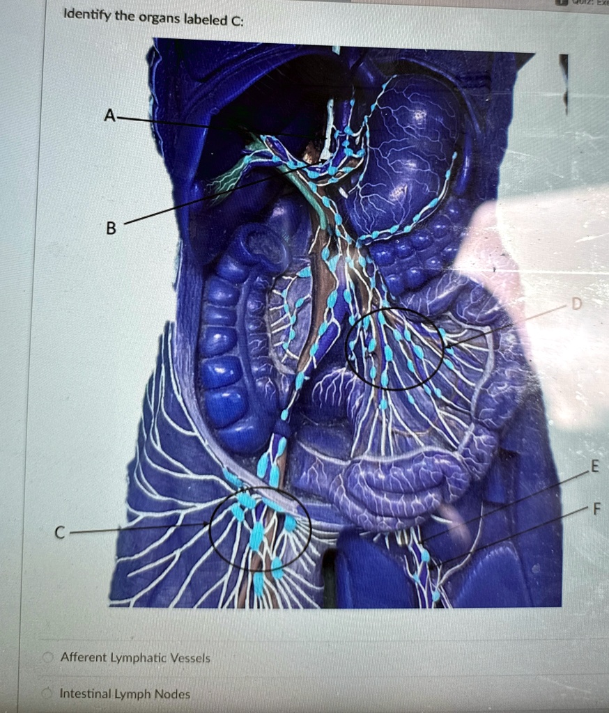 Identify the organs labeled C: Afferent Lymphatic Vessels Intestinal ...