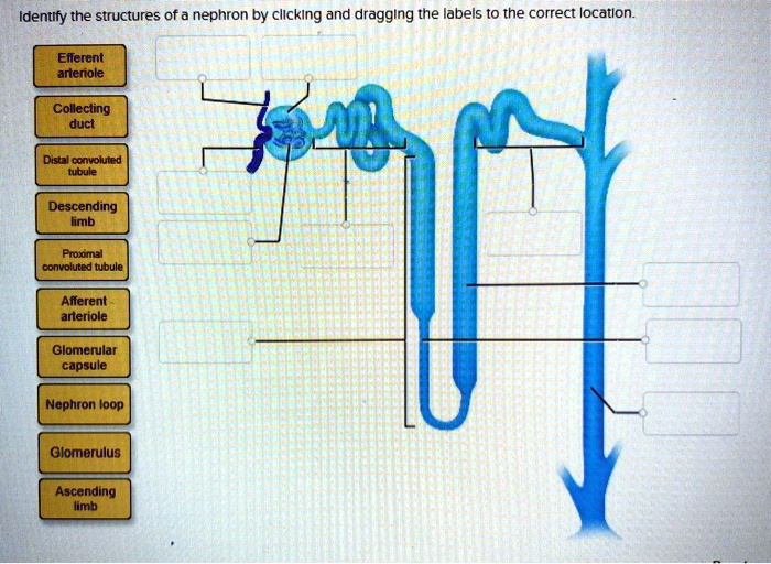 Identify the structures of a nephron by clicking and dragging the ...