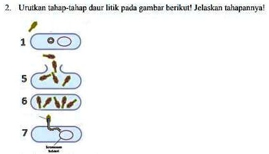 SOLVED: urutan daun litik dan penjelasan Urutkan tahap-tahap daur litik ...