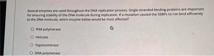 Solved Several Enzymes Are Used Throughout The Dna Replication Process Single Stranded Binding