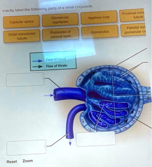 rrectly label the following parts of a renal corpuscle. Capsular space Glomerular capillaries ...