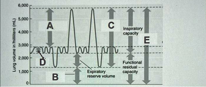 Lung volume in milliliters (mL) 6,000 5,000 A C 4,000 Inspiratory capacity 3,000 2,000 D ...
