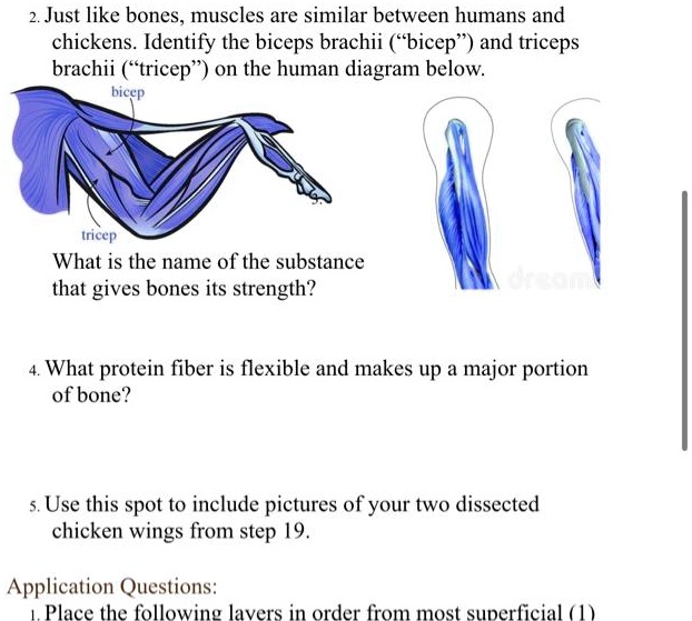 2just like bonesmuscles are similar between humans and chickensidentify ...