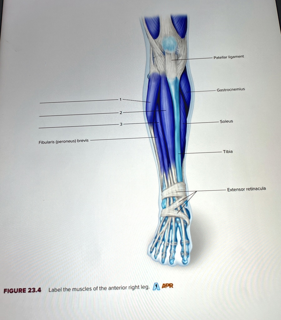 Fibularis (peroneus) brevis 2 3 FIGURE 23.4 Label the muscles of the ...