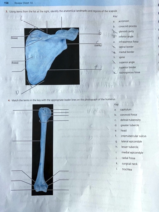 158 Review Sheet 10 3. Using items from the list at the right, identify ...