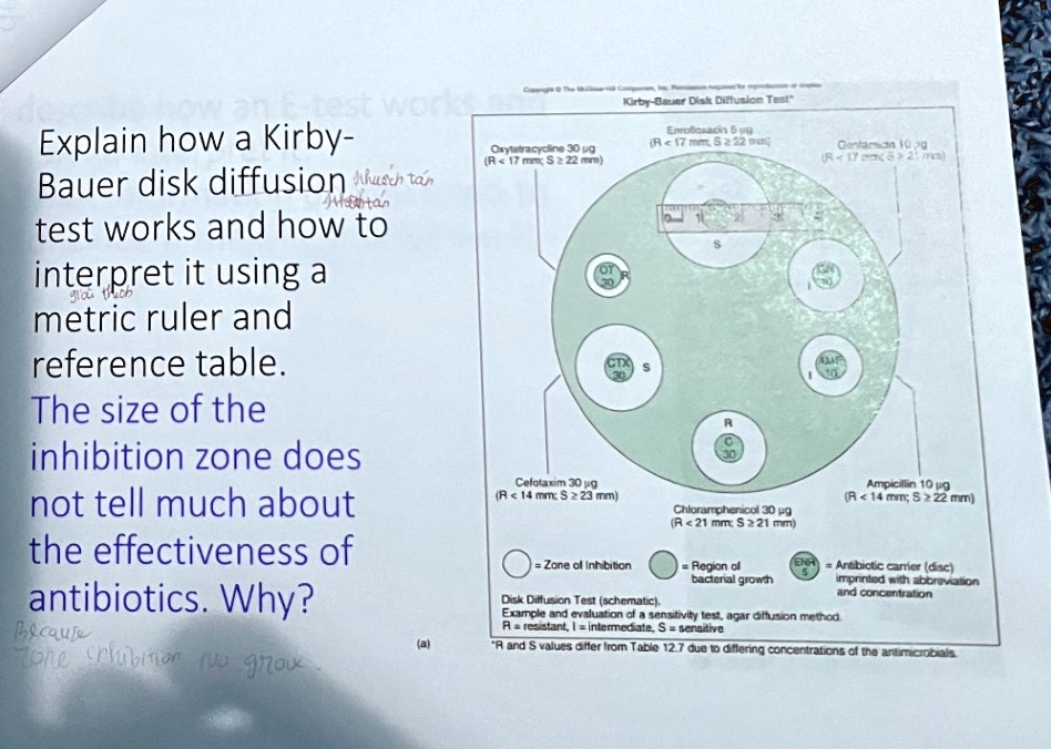 Explain how a Kirby-Bauer disk diffusion test works and how to ...