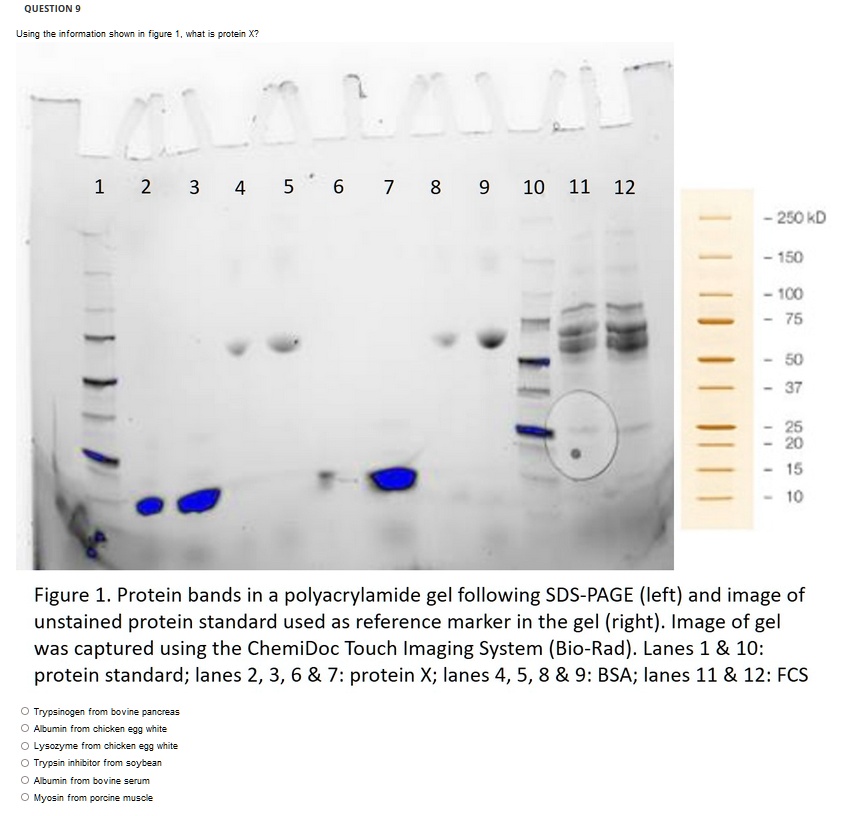 QUESTION 9 Using the information shown in figure 1, what is protein X ...