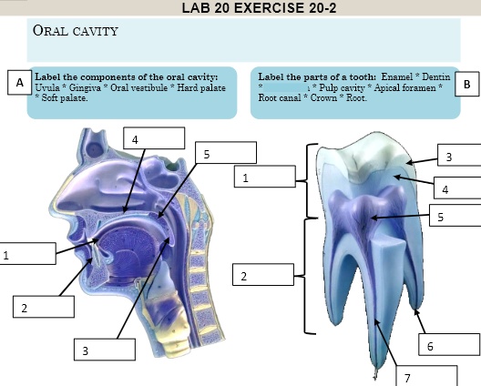 ORAL CAVITY LAB 20 EXERCISE 20-2 A Label the components of the oral ...