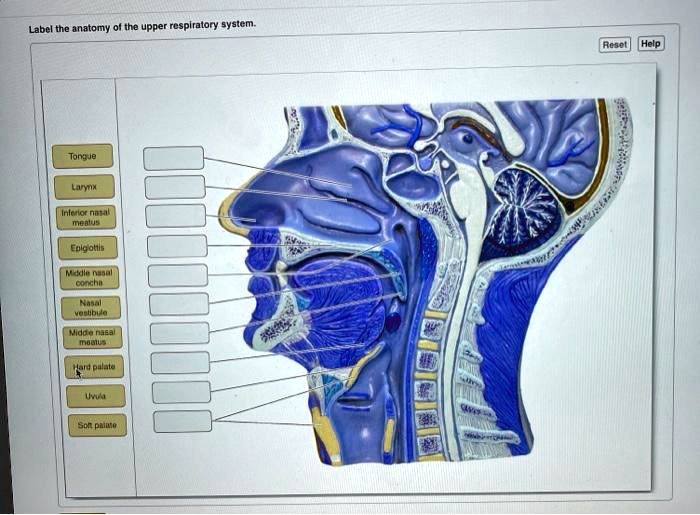 Label the anatomy of the upper respiratory system. Tongue Larynx ...