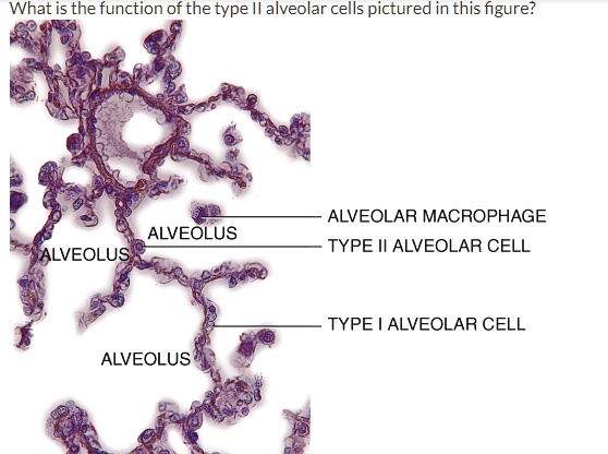 What is the function of the type II alveolar cells pictured in this ...