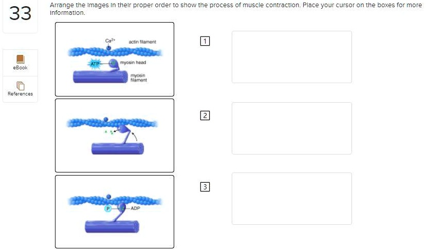 SOLVED: Arrange the images in their proper order to show the process of muscle contraction ...