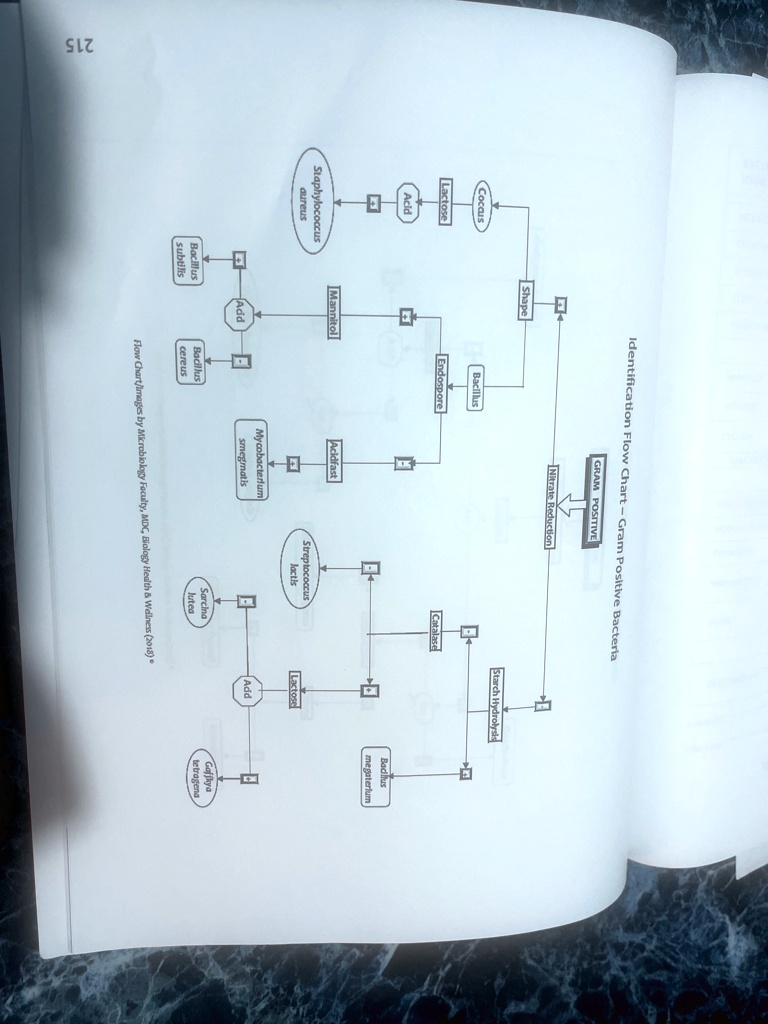 identification flow chart gram positive bacteria gram positive nitrate ...