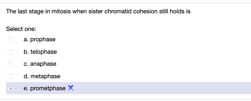 SOLVED: The last stage in mitosis when sister chromatid cohesion still ...