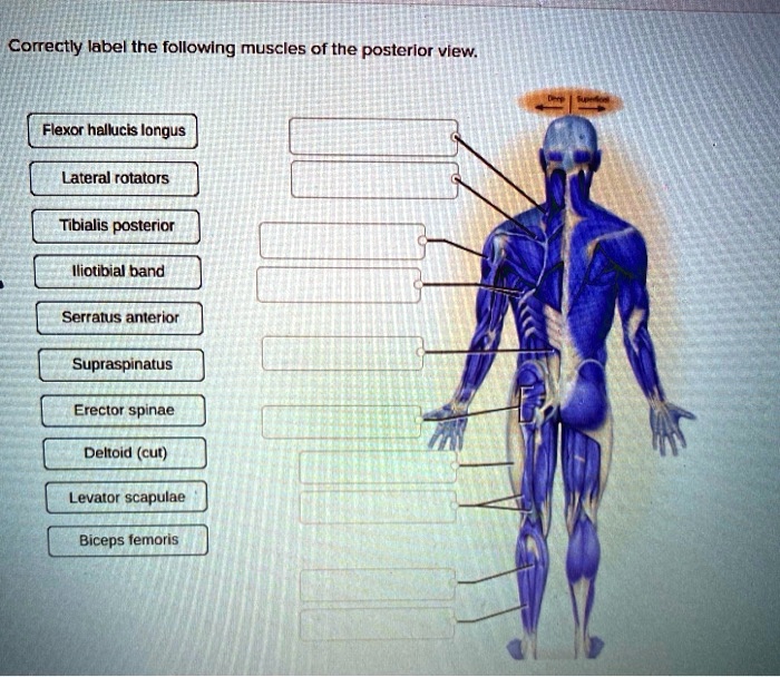 SOLVED: Correctly label the following muscles of the posterior view ...