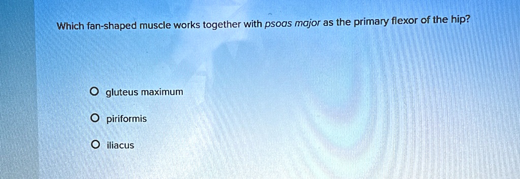 which fan shaped muscle works together with psoas major as the primary ...