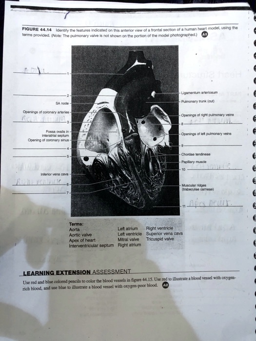 SOLVED: SA node Fossa ovalis in interatrial septum Opening of coronary ...
