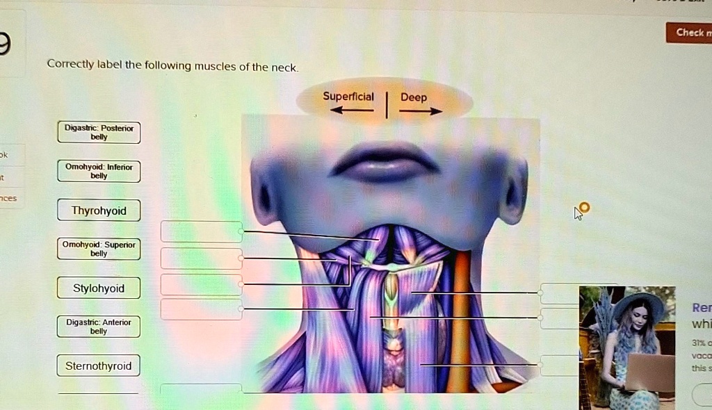 Correctly label the following muscles of the neck. Digastric: Posterior ...