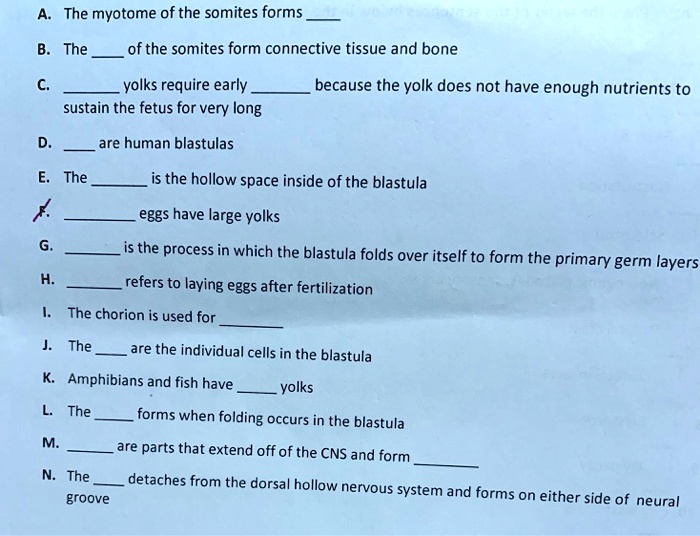 A. The myotome of the somites forms B. The of the somites form ...