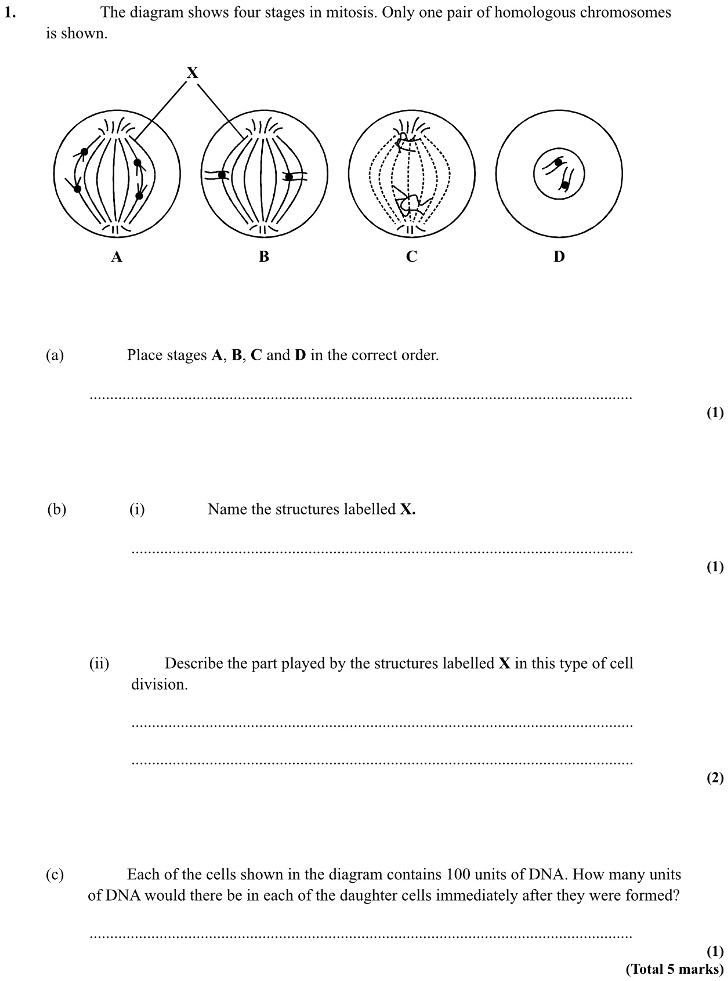 SOLVED: The diagram shows four stages in mitosis. Only one pair of homologous chromosomes is ...