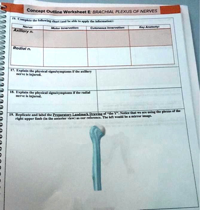 [GET ANSWER] Concept Outline Worksheet E: BRACHIAL PLEXUS OF NERVES 16 ...