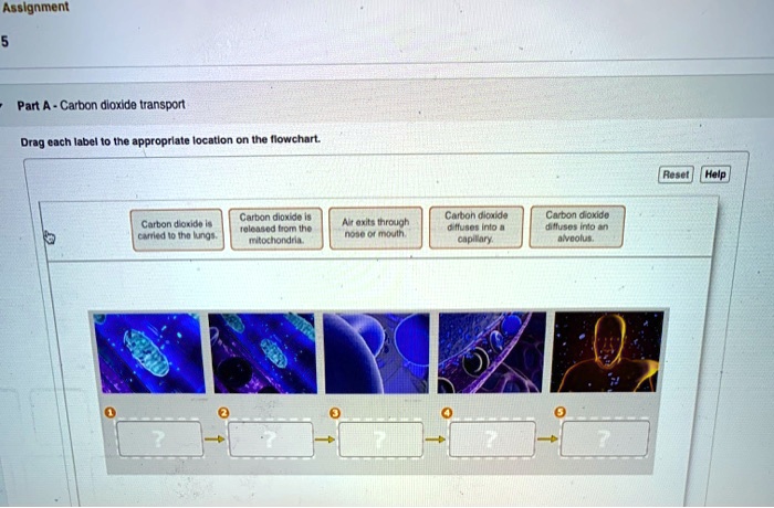 SOLVED: Assignment Part A-Carbon dioxide transport Drag cach label to the approprlate locatlon ...