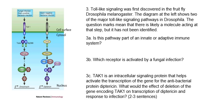 SOLVED: Toll-like signaling was first discovered in the fruit fly ...
