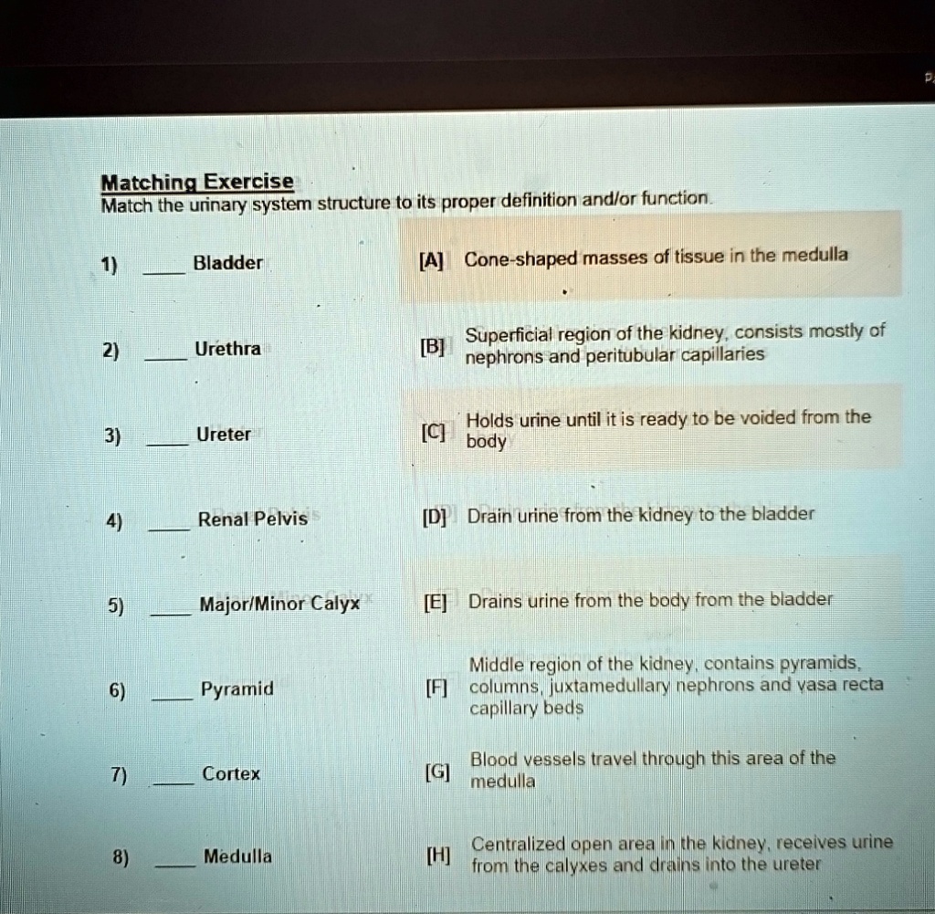 matching exercise match the urinary system structure to its proper definition andor function 1 ...