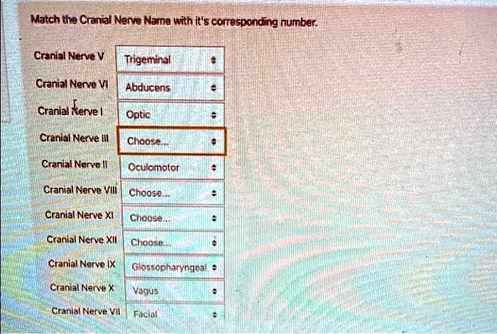 Match the Cranial Nerve Name with it's corresponding number. Cranial ...