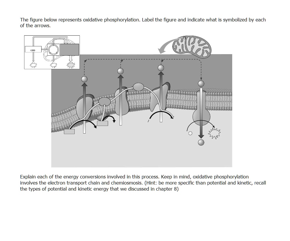 The figure below represents oxidative phosphorylation. Label the figure ...