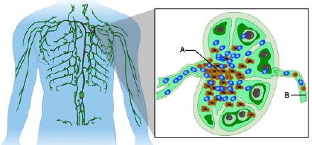 40 points the diagram above shows some of the components of the ...