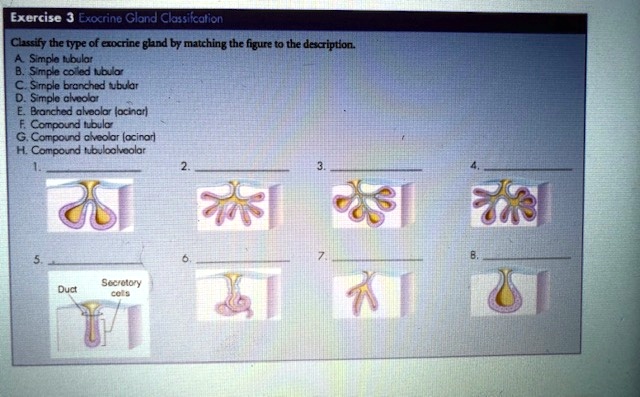 Exercise 3 Exocrine Gland Classification Classify the type of exocrine ...