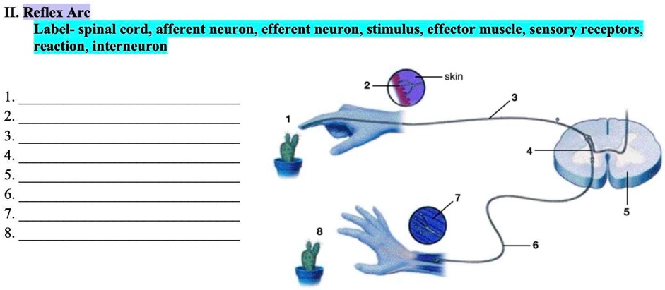 SOLVED: II. Reflex Arc Label - spinal cord, afferent neuron, efferent ...