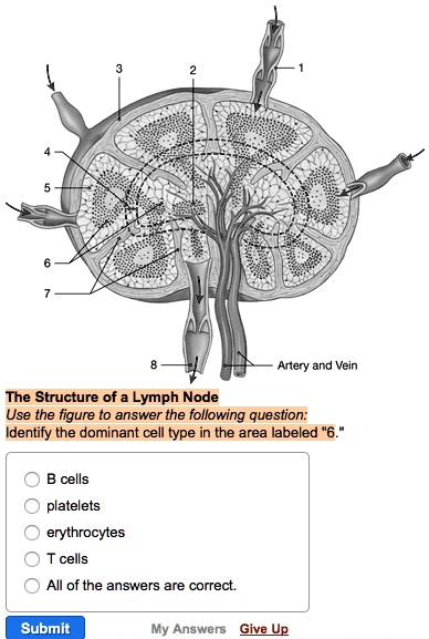 the structure of a lymph node use the figure to answer the following ...