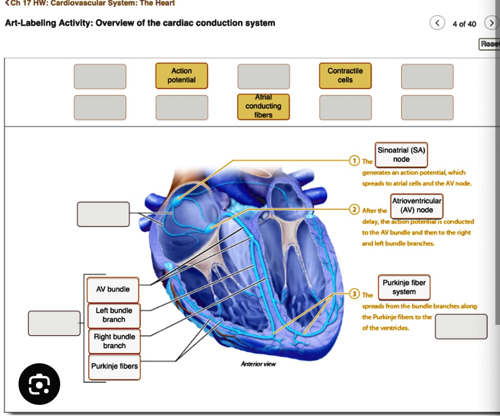ch 17 hw cardiovascular system the heart art labeling activity overview ...