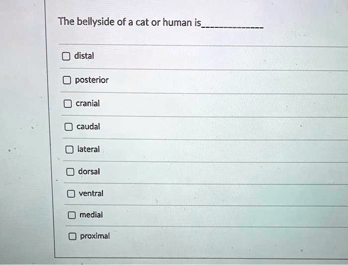 SOLVED: The belly side of a cat or human is distal posterior cranial ...