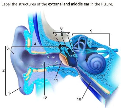 Label the structures of the external and middle ear in the Figure.