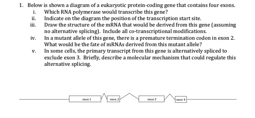 below is shown a diagram of a eukaryotic protein coding gene that ...