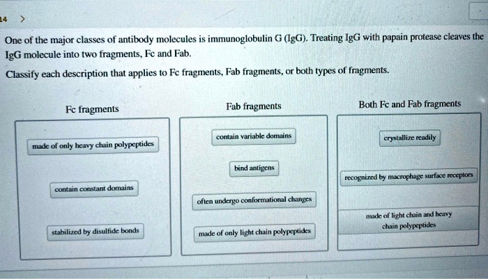 one of the major classes of antibody molecules irmunoglobulin g igg ...