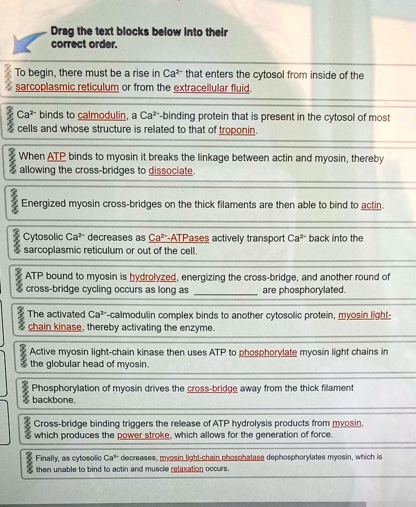 SOLVED: SMOOTH MUSCLE EXCITATION-CONTRACTION Coupling Review the ...