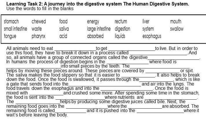 Learning Task 2: A journey into the digestive system The Human ...