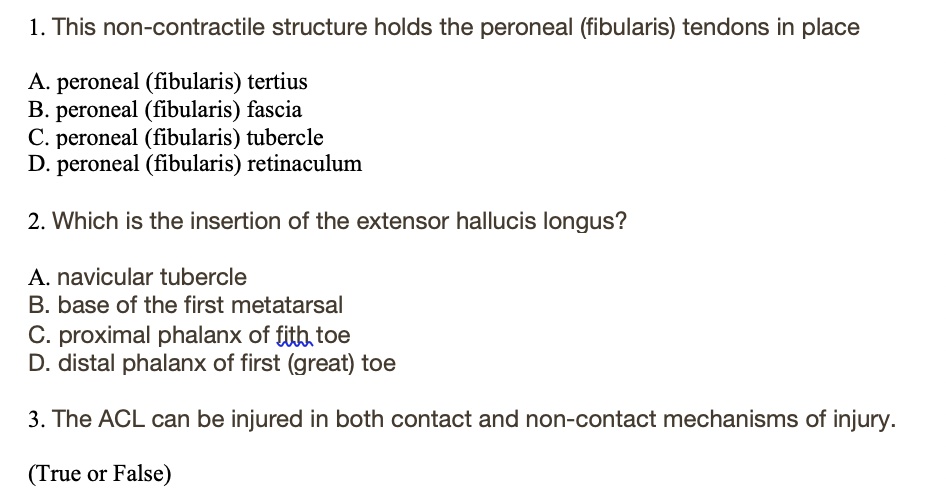 This non-contractile structure holds the peroneal (fibularis) tendons ...