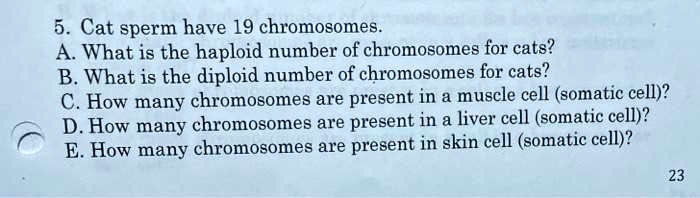 SOLVED: 5. Cat sperm have 19 chromosomes What is the haploid number of ...