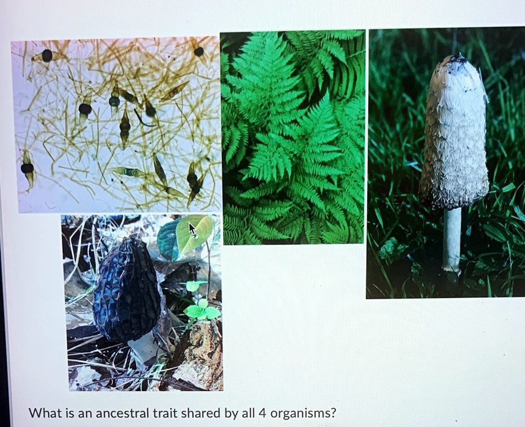 SOLVED: 'What is an ancestral trait and a derived trait? Which one is ...