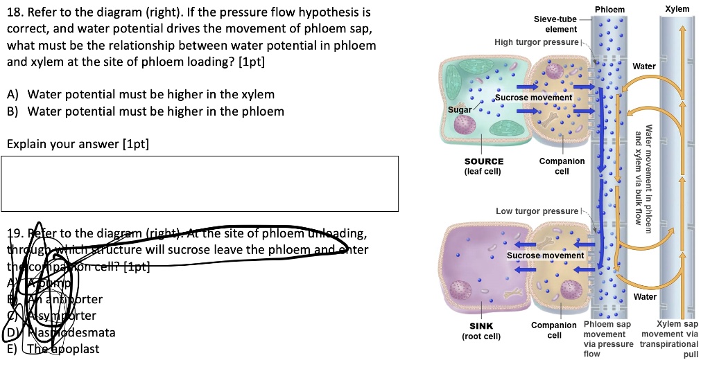 SOLVED: Refer to the diagram (right). If the pressure flow hypothesis ...