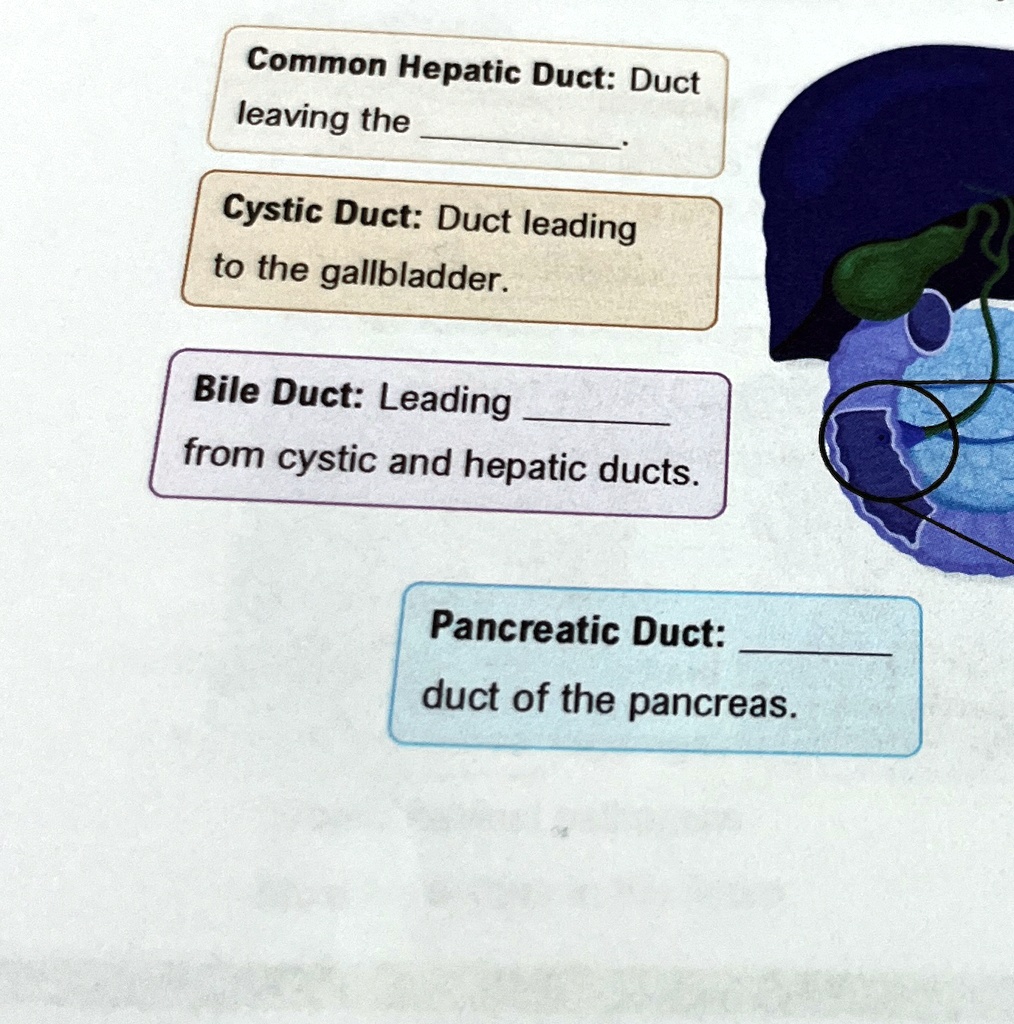 Common Hepatic Duct: Duct leaving the Cystic Duct: Duct leading to the ...